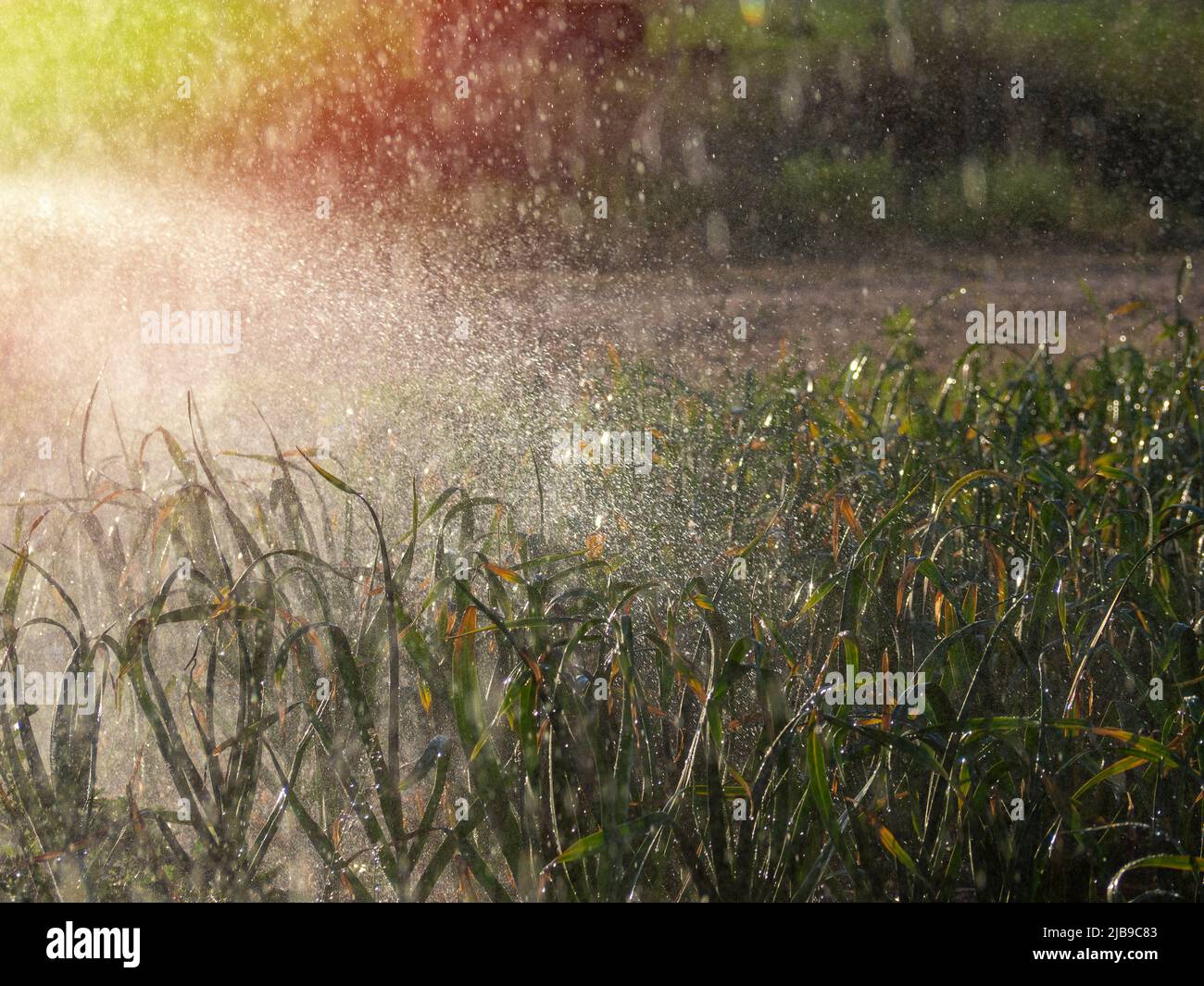 Ecological and sustainable planting of a sunflower field. HQ image ...