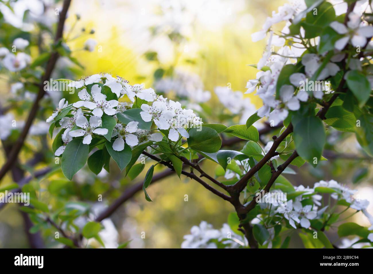 Lush flowering of a pear tree on a spring day in the sun Stock Photo ...