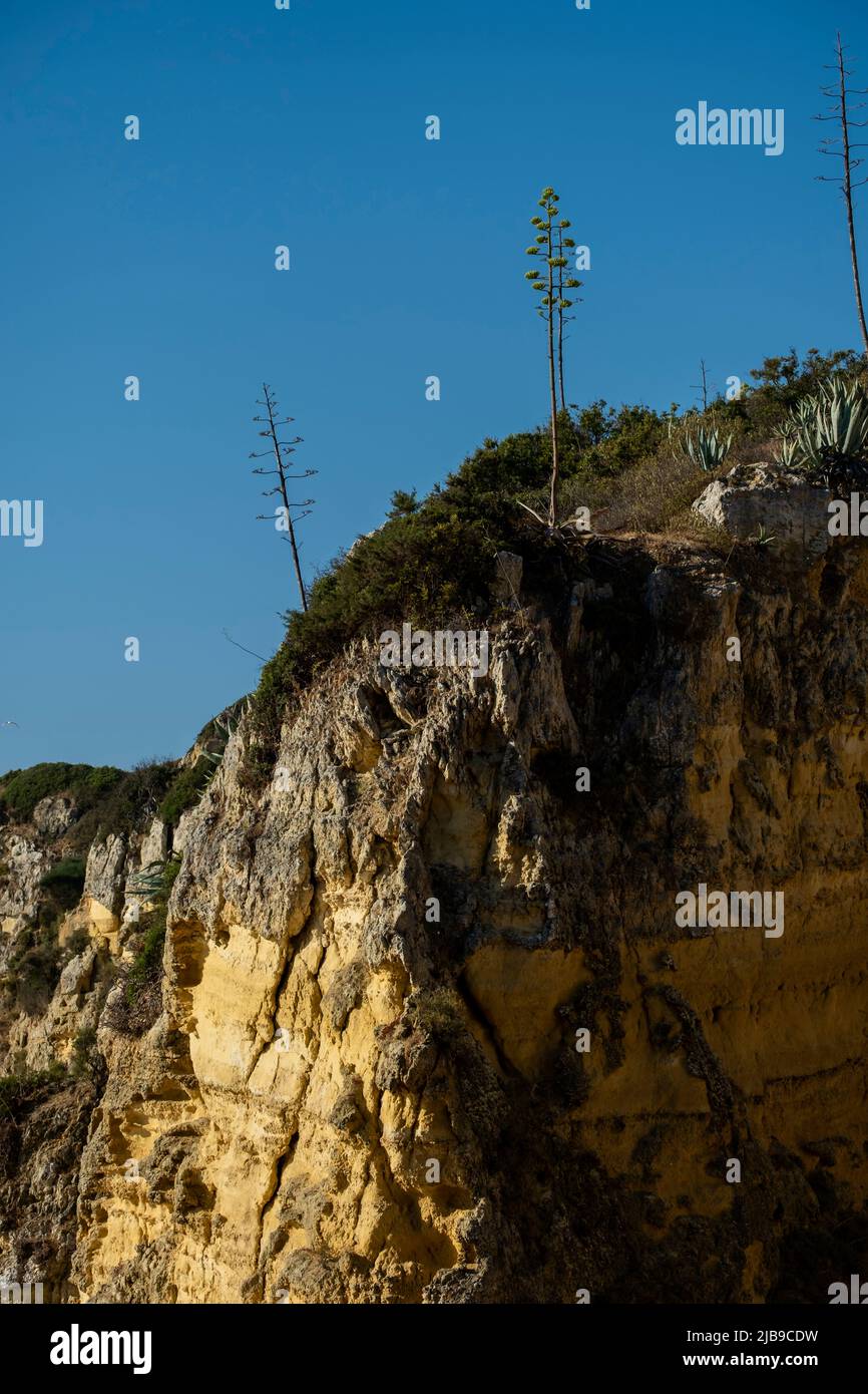 agave and golden cliff at Dona Ana beach at Lagos, Algarve, Portugal ...