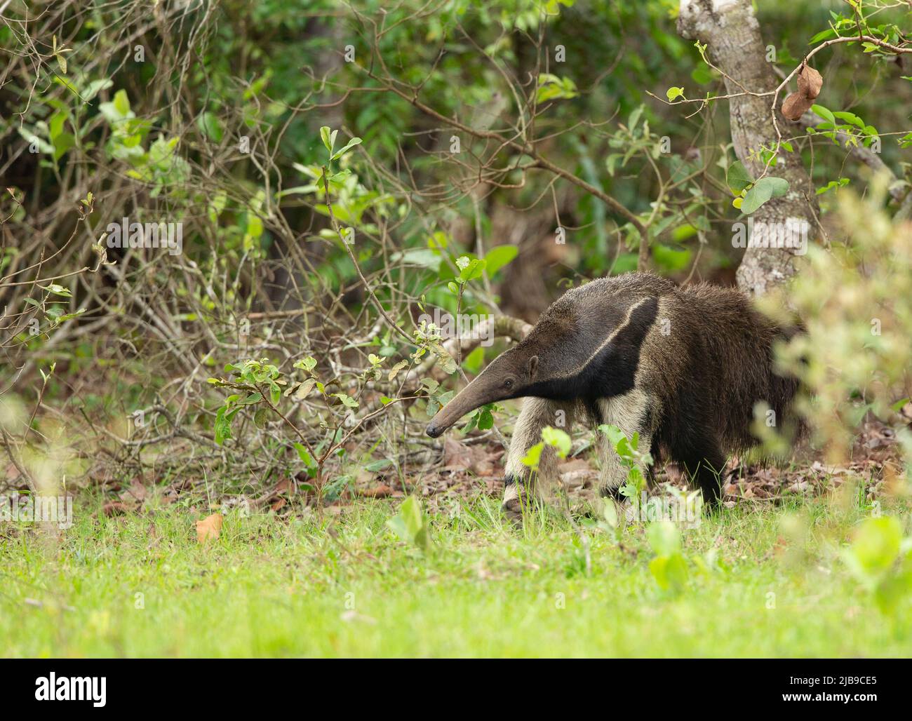 Species of anteater hi-res stock photography and images - Alamy