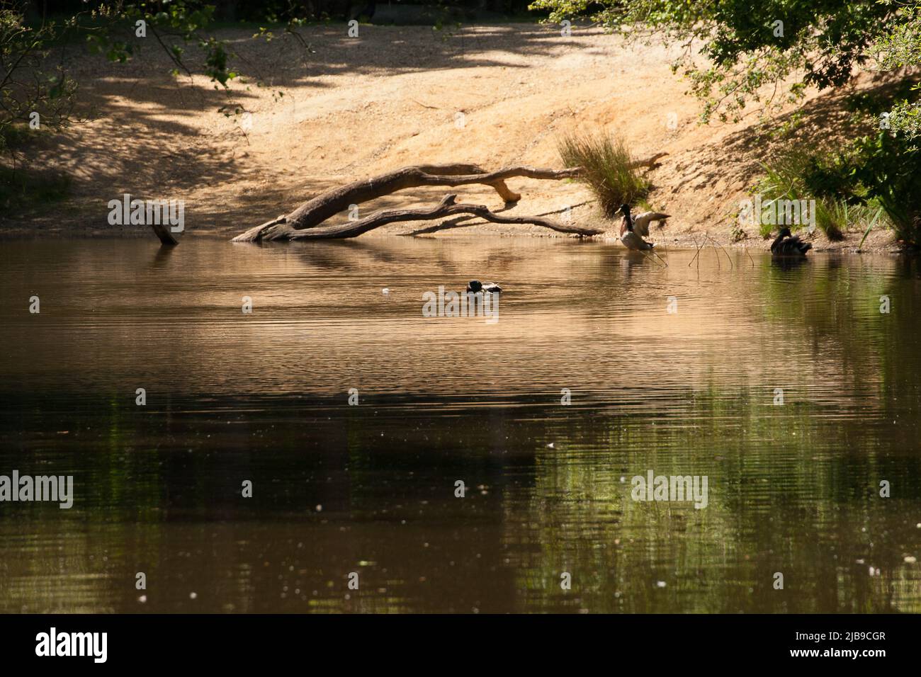 Strawberry Hill Pond Epping Forest Essex, England UK Europe Stock Photo ...