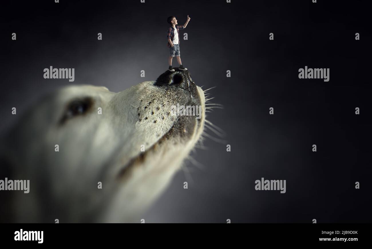Little boy on dog nose Stock Photo - Alamy