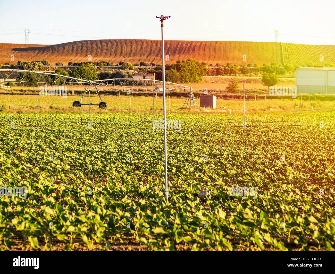 Ecological and sustainable planting of a sunflower field with ...