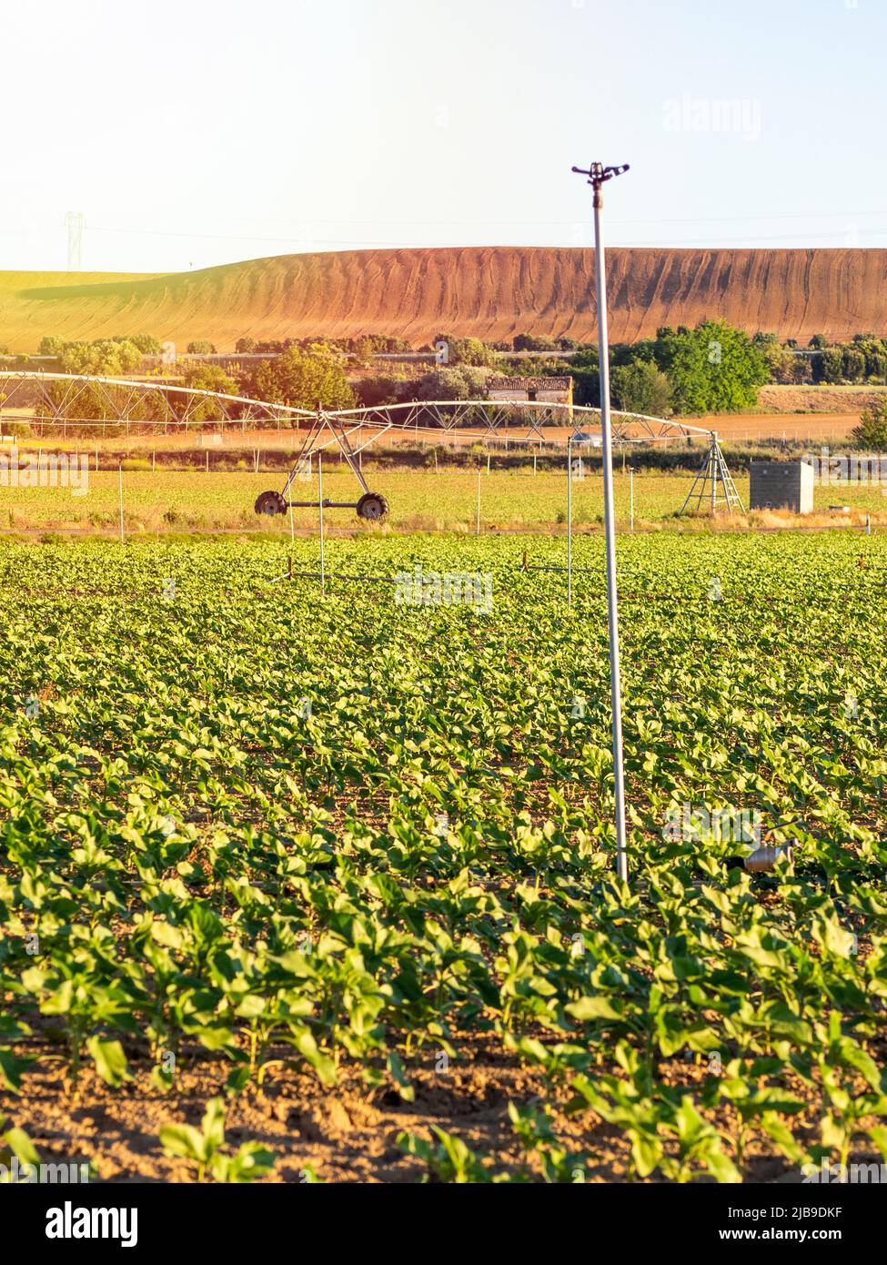 Ecological and sustainable planting of a sunflower field with ...