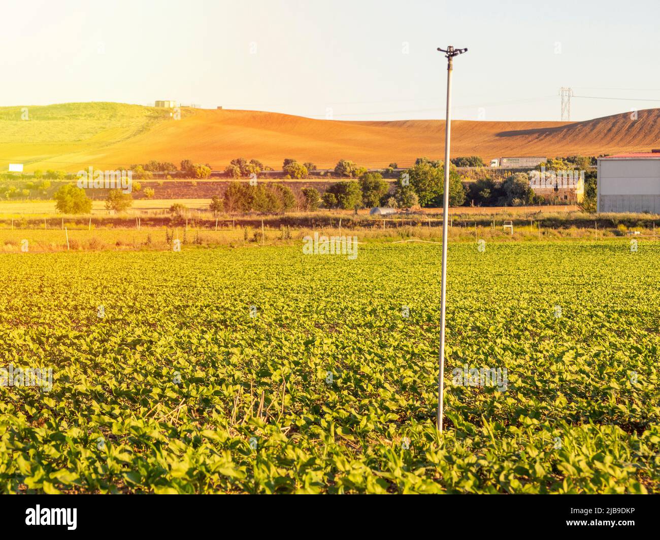 Ecological and sustainable planting of a sunflower field with ...
