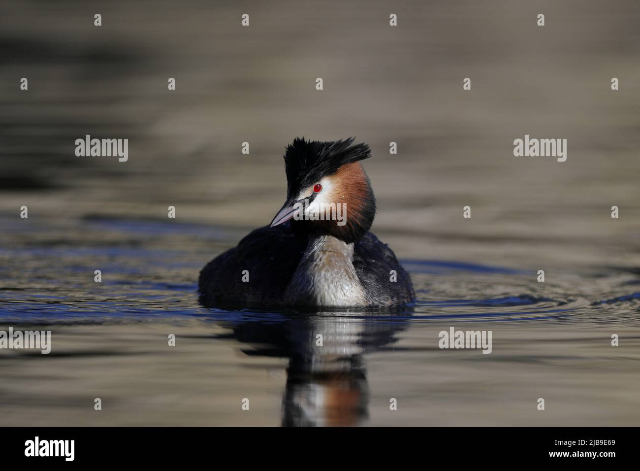 The great crested grebe is a member of the grebe family of water birds ...
