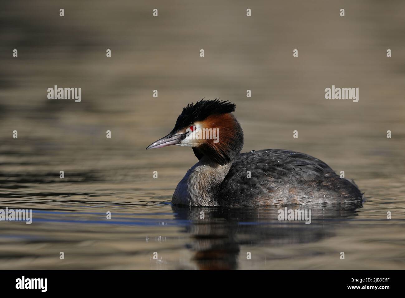 The great crested grebe is a member of the grebe family of water birds ...