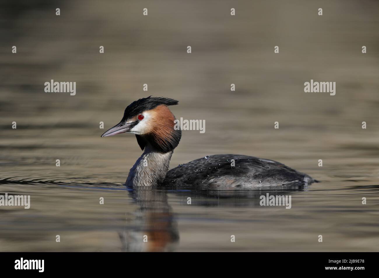 The great crested grebe is a member of the grebe family of water birds ...