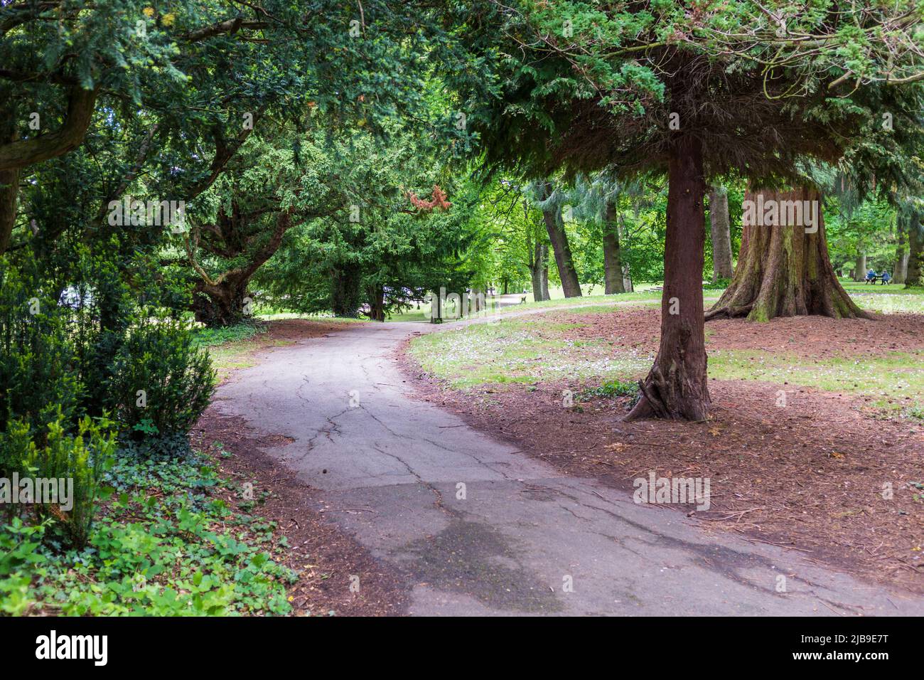 The trees and paths in the South Park, Darlington,England,UK Stock Photo - Alamy