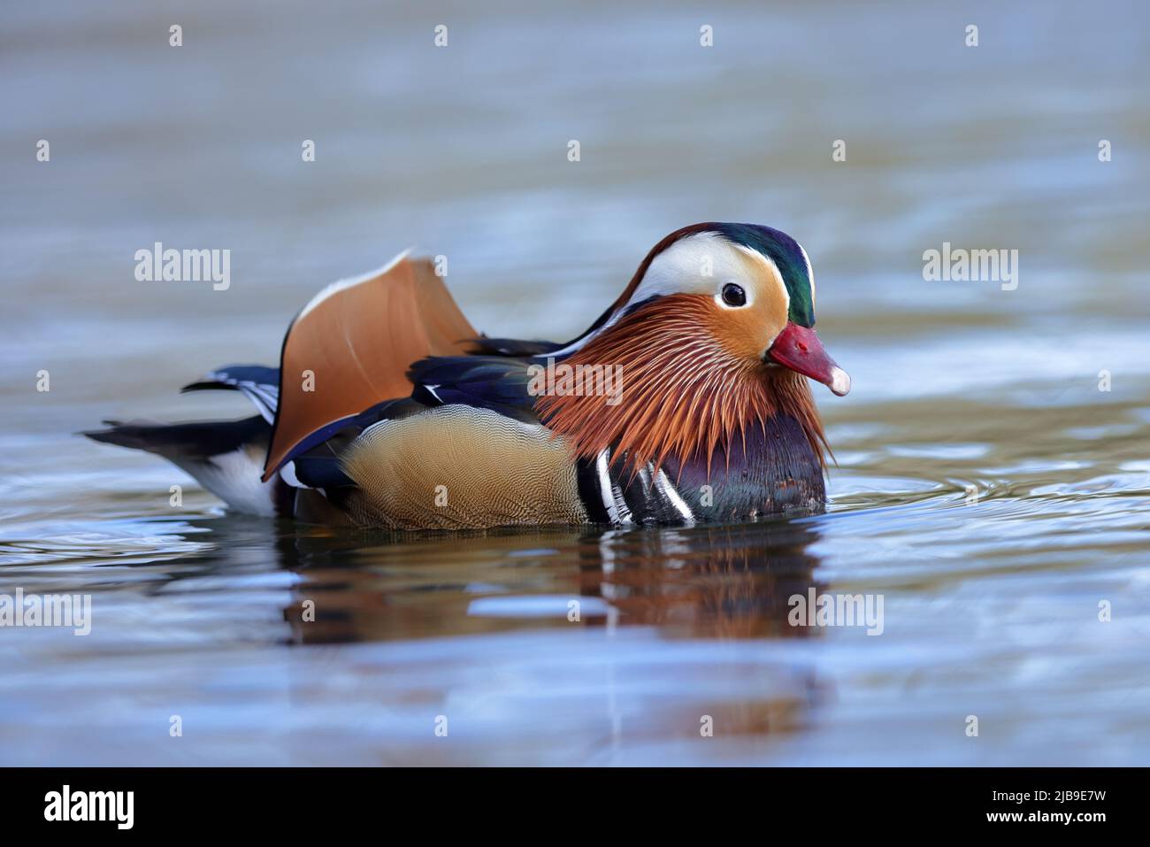 The mandarin duck is a perching duck species native to the East ...
