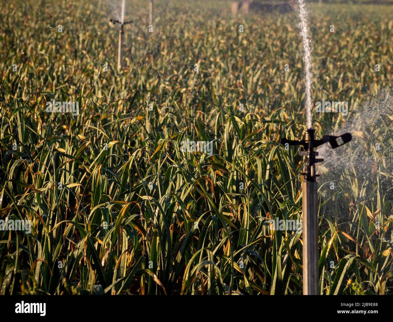 Drop irrigation horizontal hi-res stock photography and images - Alamy