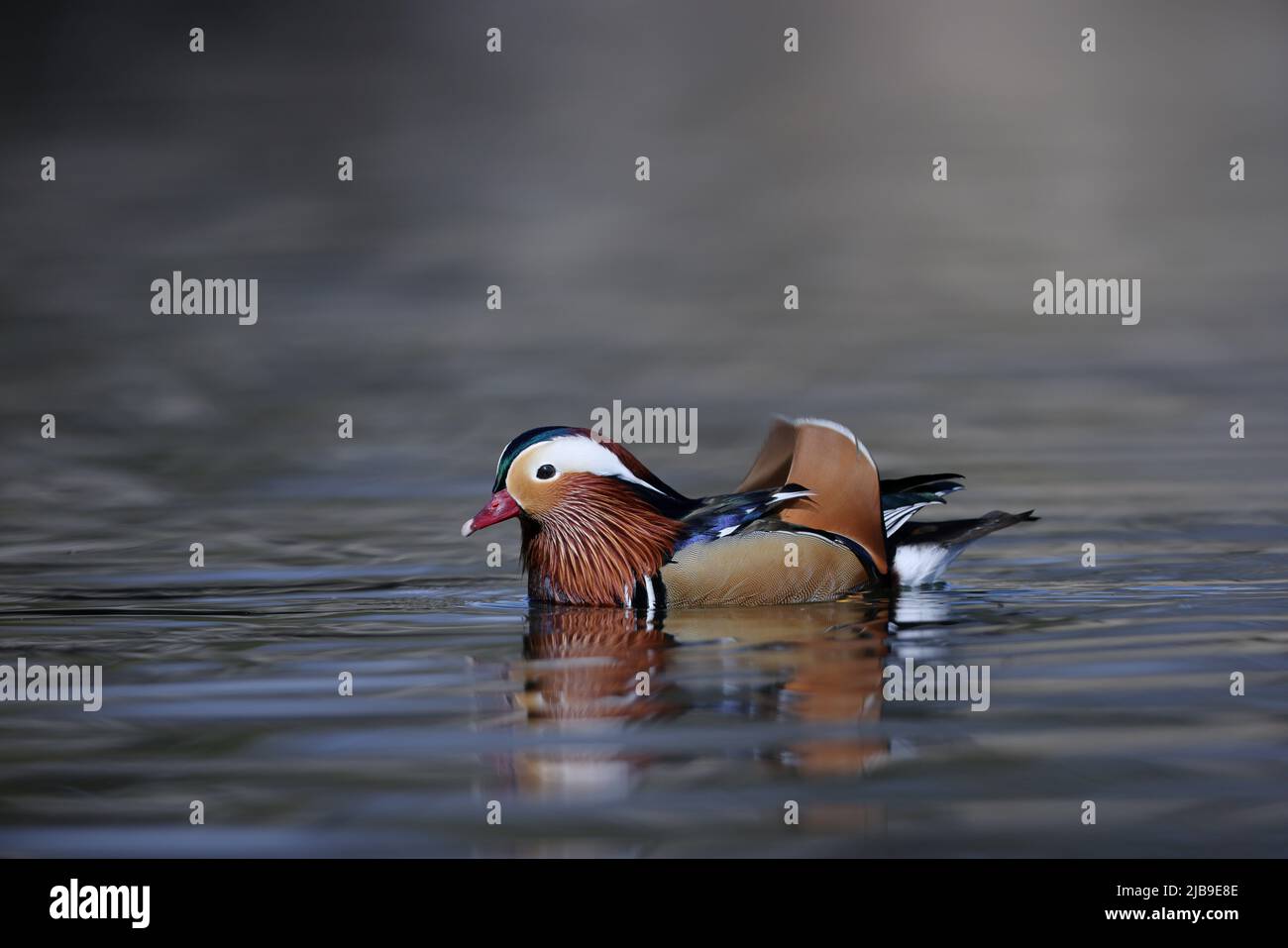 The mandarin duck is a perching duck species native to the East ...