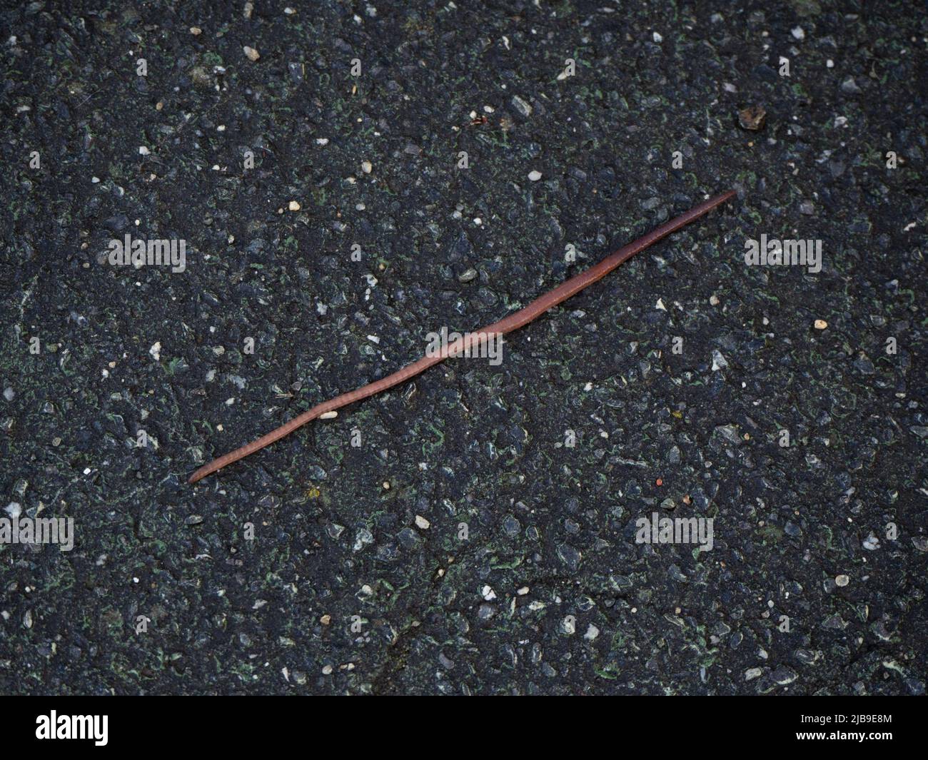 earthworm in the soil after rain. living organism. HQ image Stock Photo ...