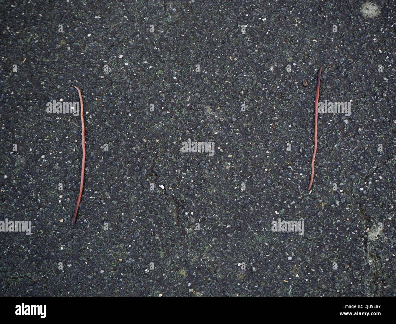 earthworm in the soil after rain. living organism. HQ image Stock Photo ...