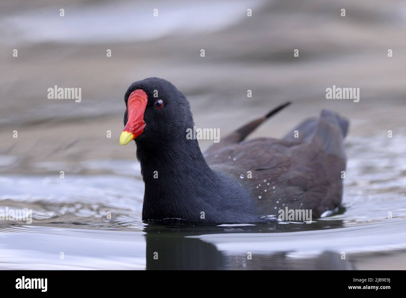 The common moorhen, also known as the waterhen or swamp chicken, is a ...