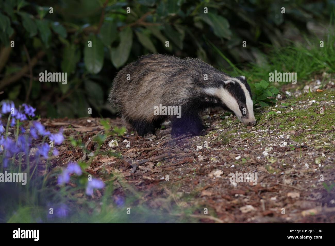 The European badger is a badger species in the family Mustelidae native ...