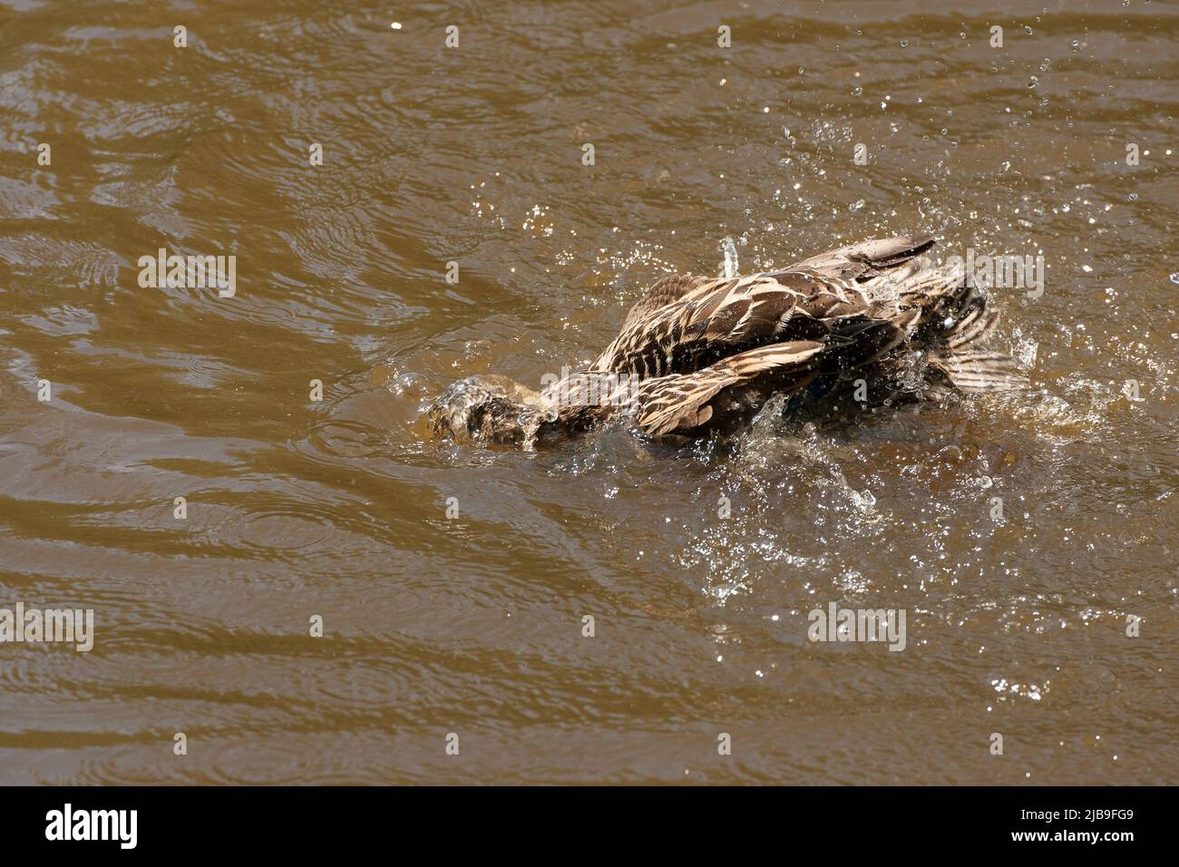 Agitated bird hi-res stock photography and images - Alamy