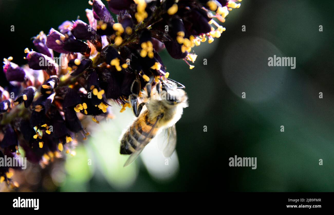 Flying honey bee collecting pollen at wild flower. Bee flying over the ...