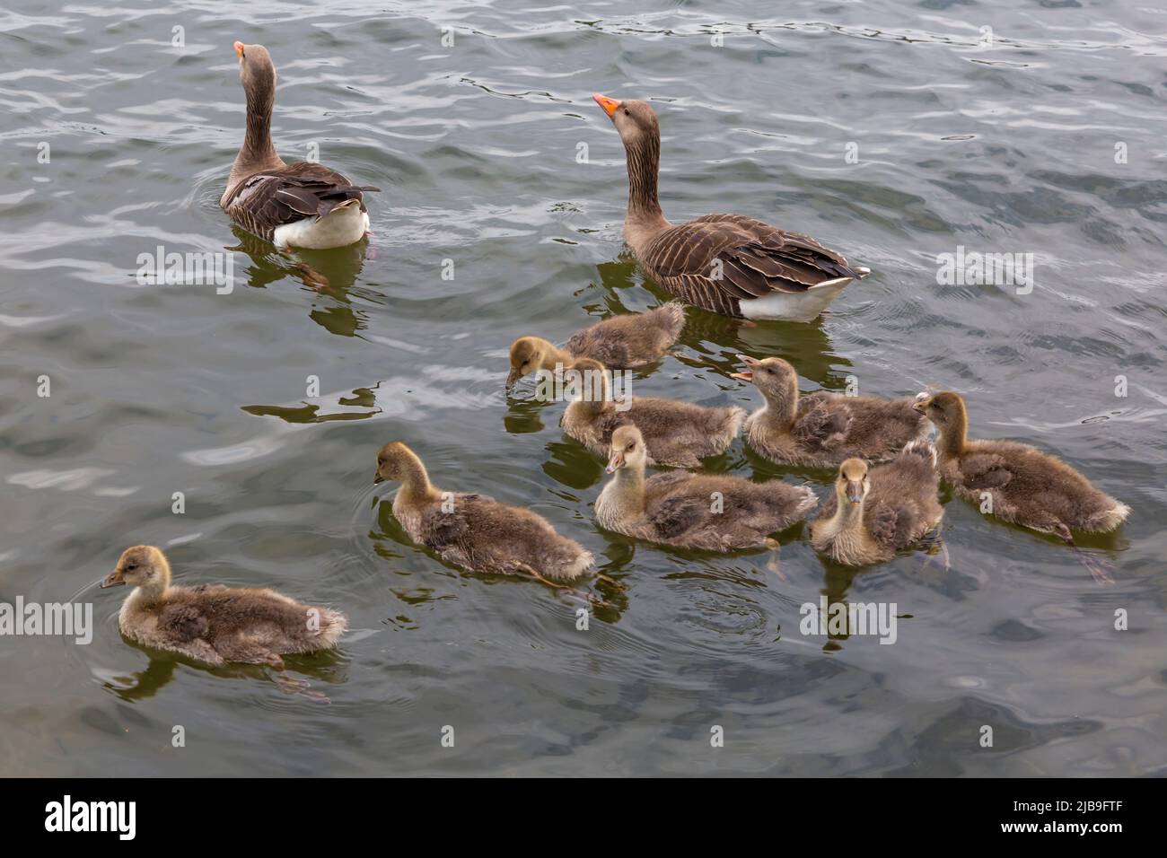 Greylag june goose chicks hi-res stock photography and images - Alamy