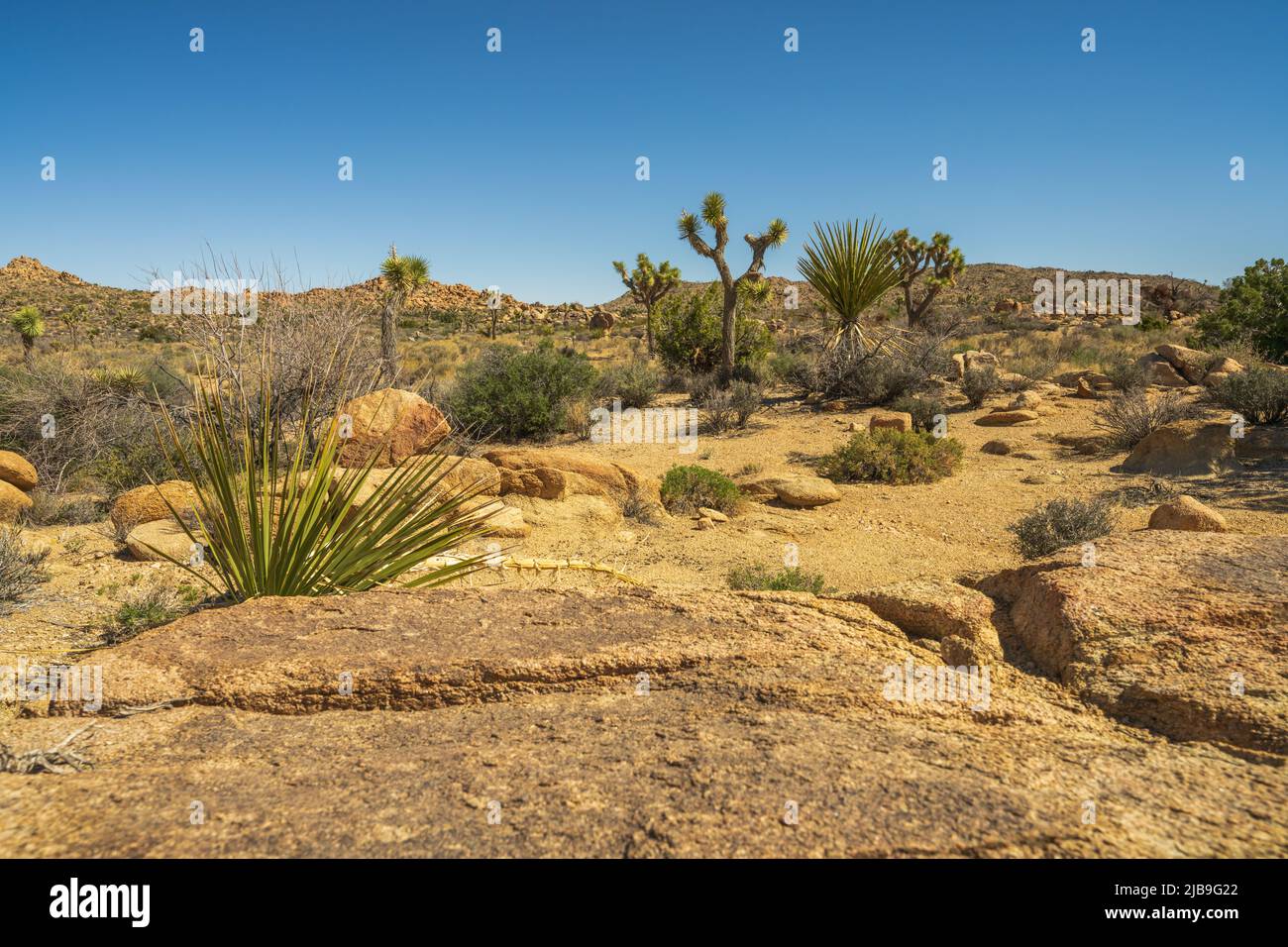 hiking the maze loop in joshua tree national park in california, usa ...