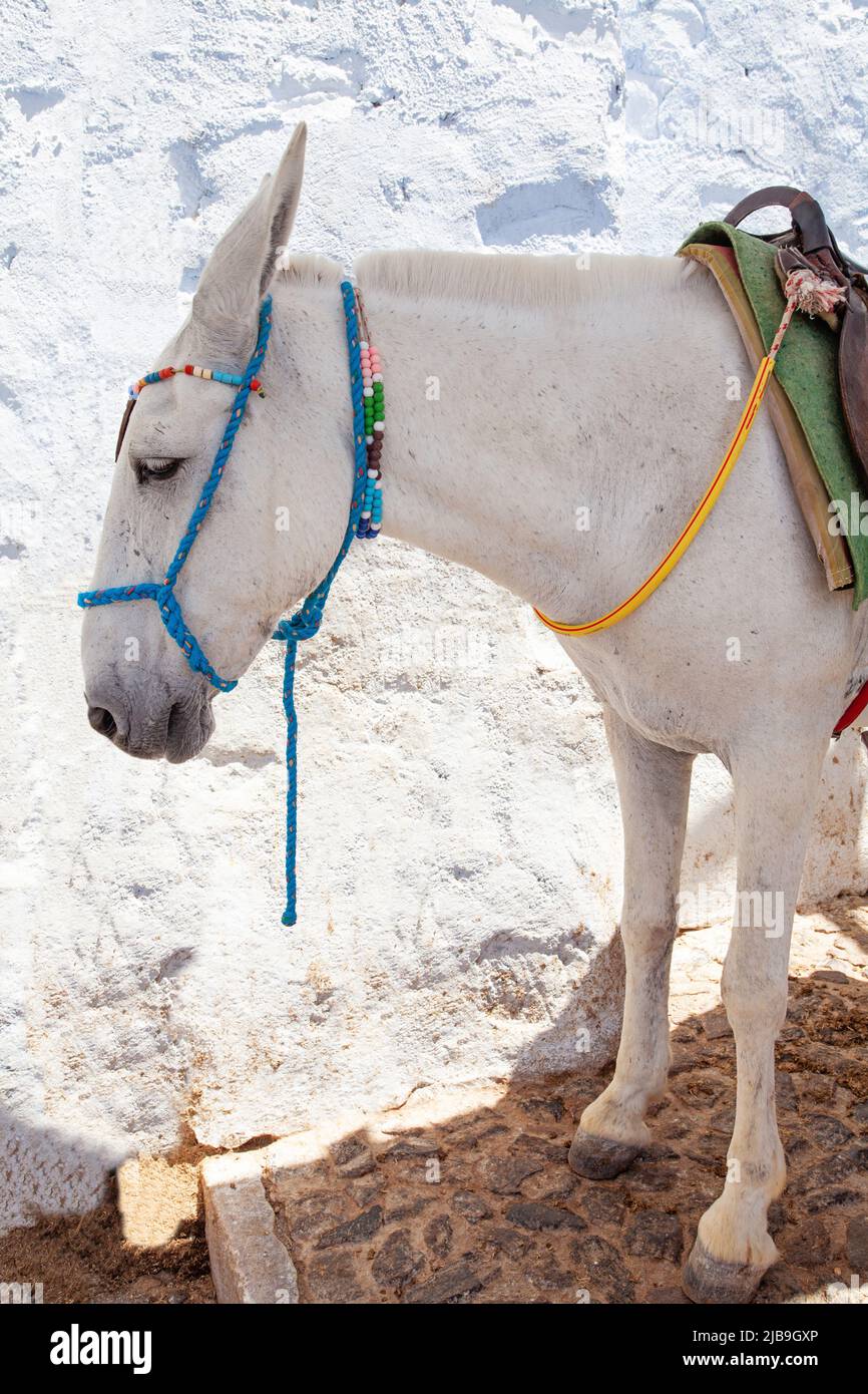 Donkey beach volcano hi-res stock photography and images - Alamy