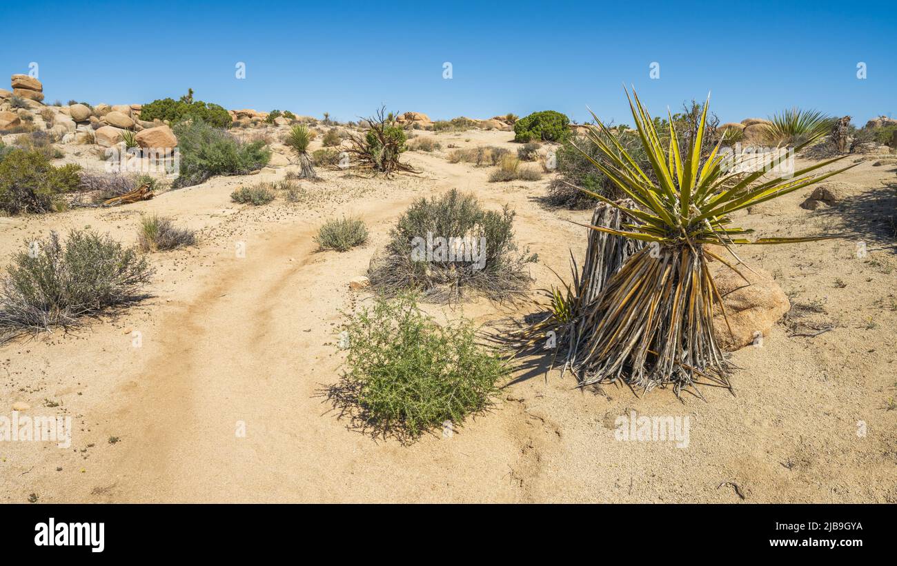 hiking the maze loop in joshua tree national park in california, usa ...