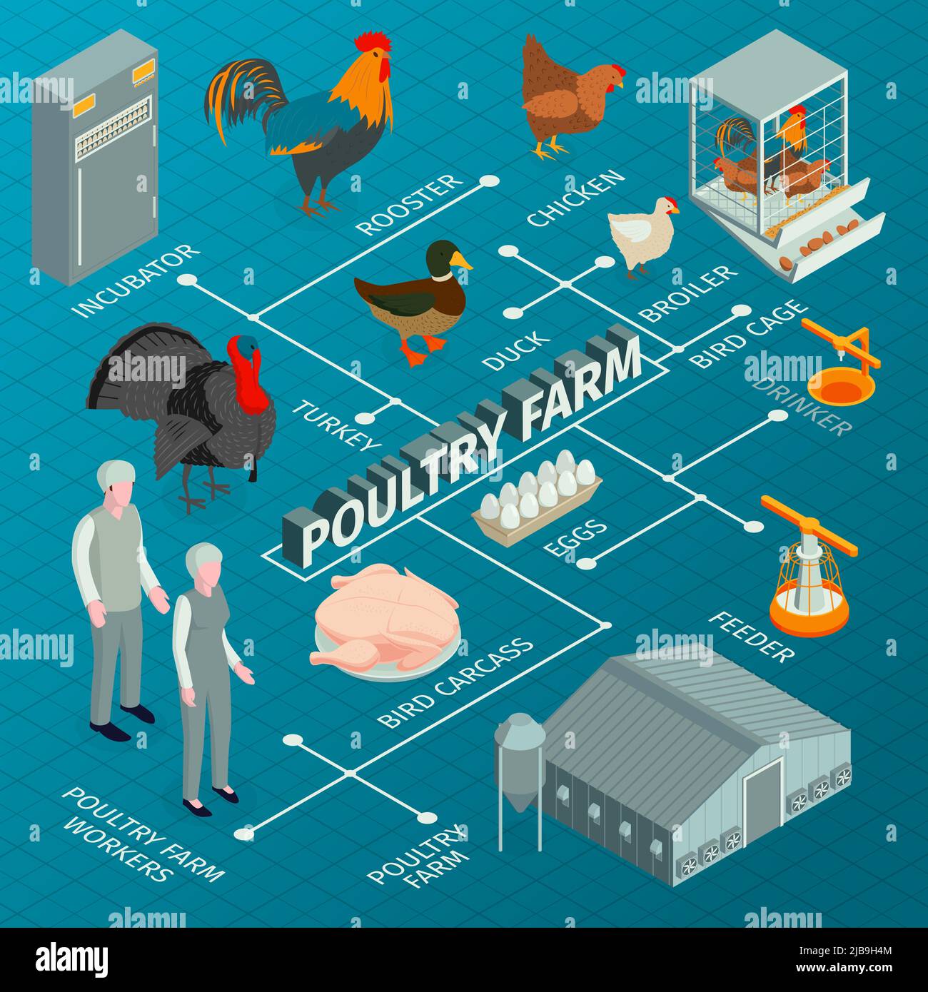 Isometric poultry farm flowchart composition with images of farm ...