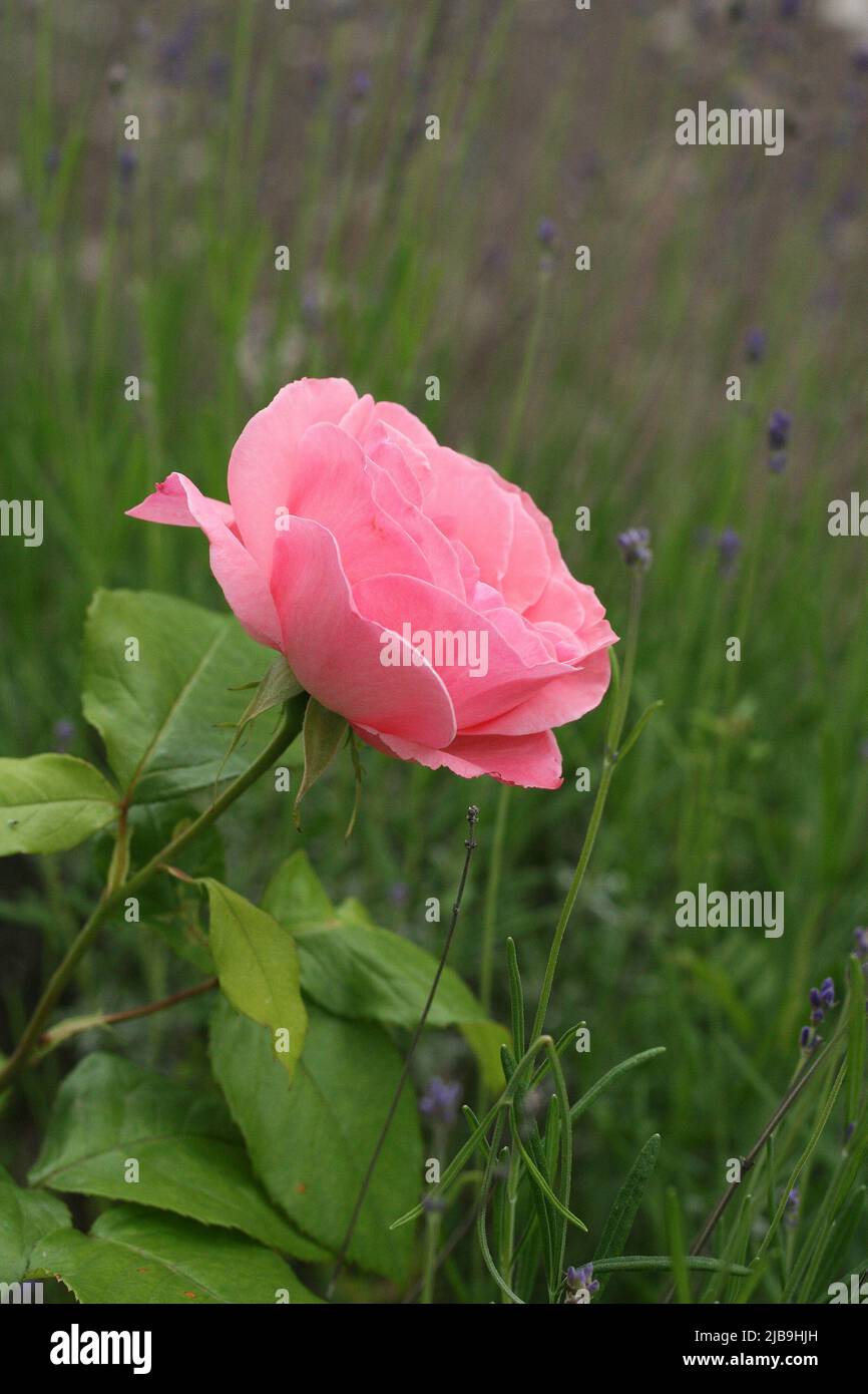 Beautiful image of salmon color Rose. Rose bush. Rose plant. Spring ...