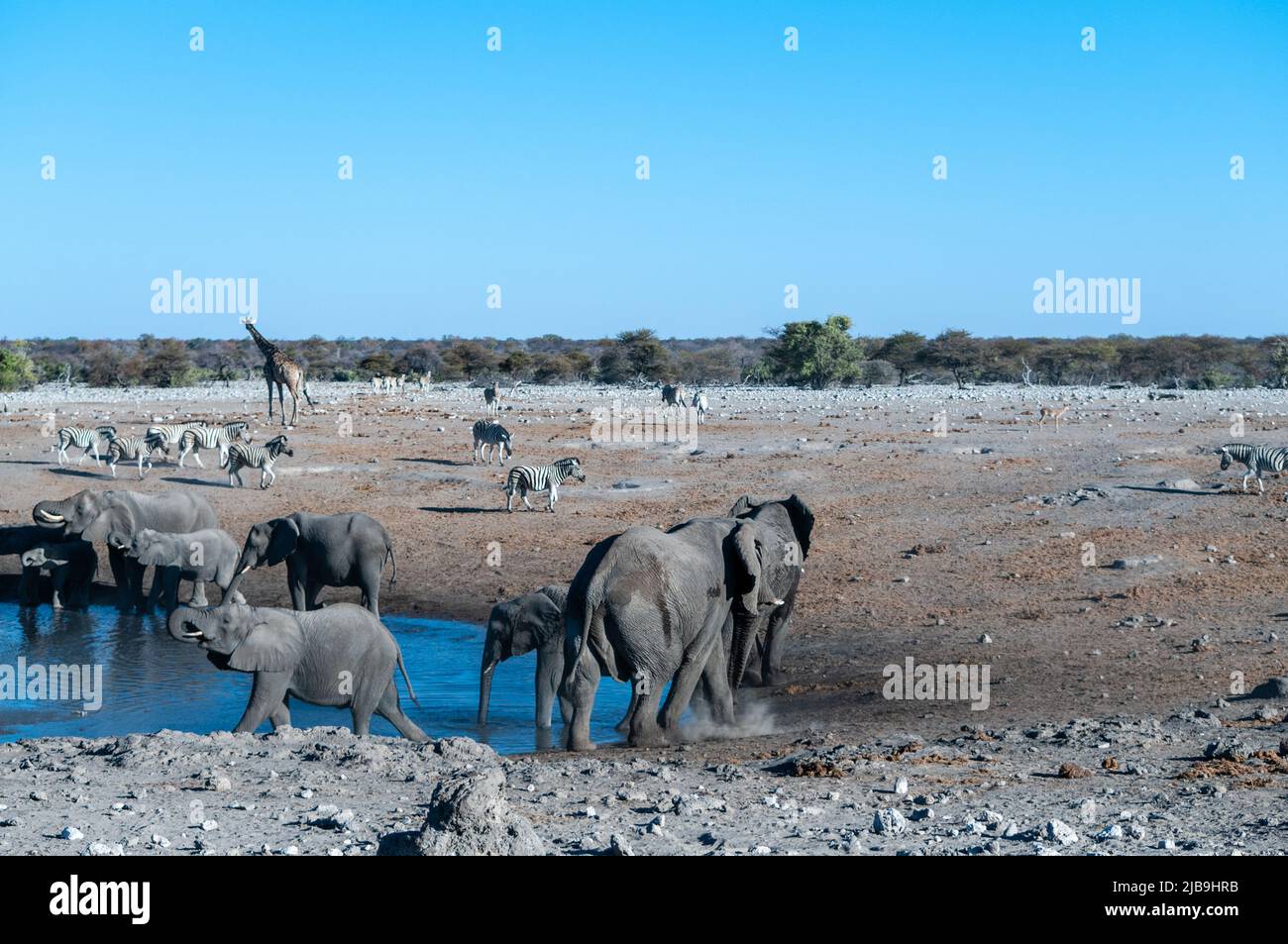 Animals crowded around water hi-res stock photography and images - Alamy
