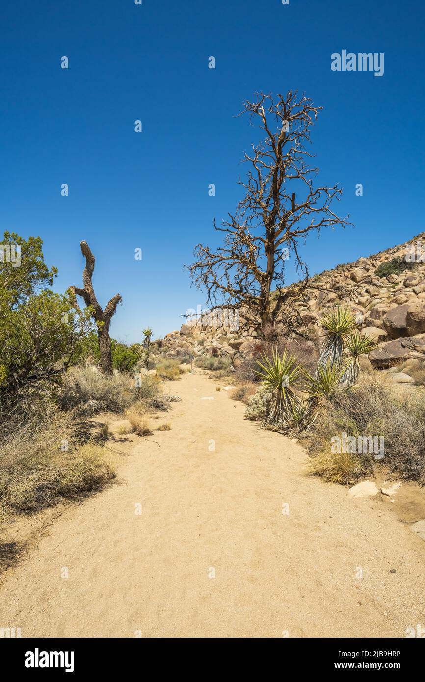 hiking the maze loop in joshua tree national park in california, usa ...