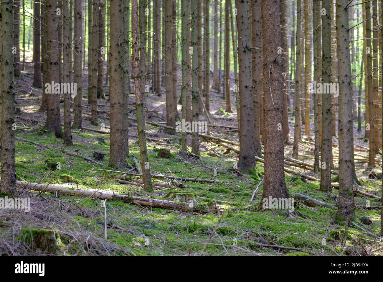 Trees in the forest without needles and moss background Stock Photo - Alamy