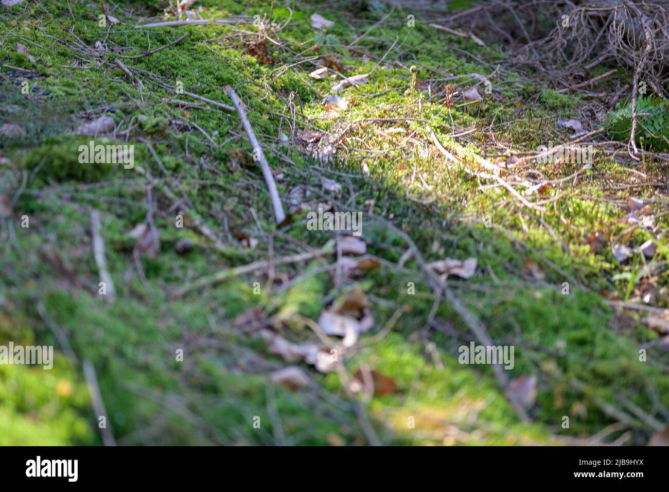 Nature background if a lush green mossy forest floor with scattered ...