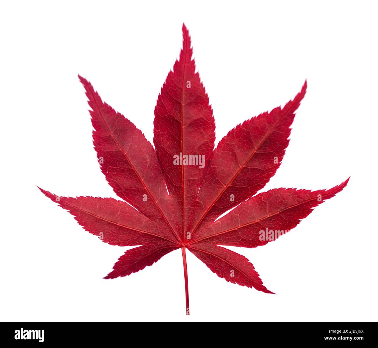 Autumn maple leaf isolated on white background Stock Photo - Alamy