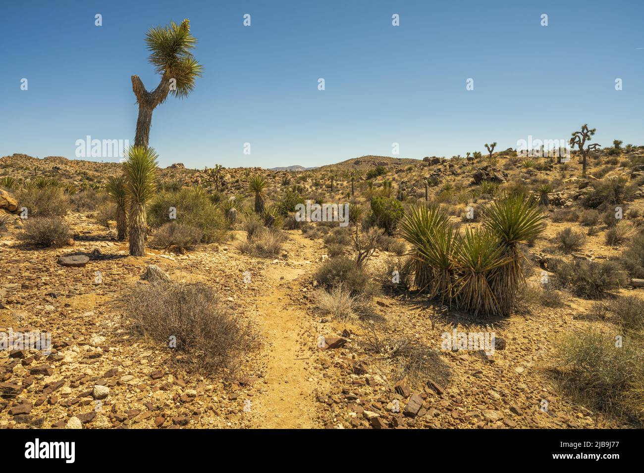 hiking the maze loop in joshua tree national park in california, usa ...