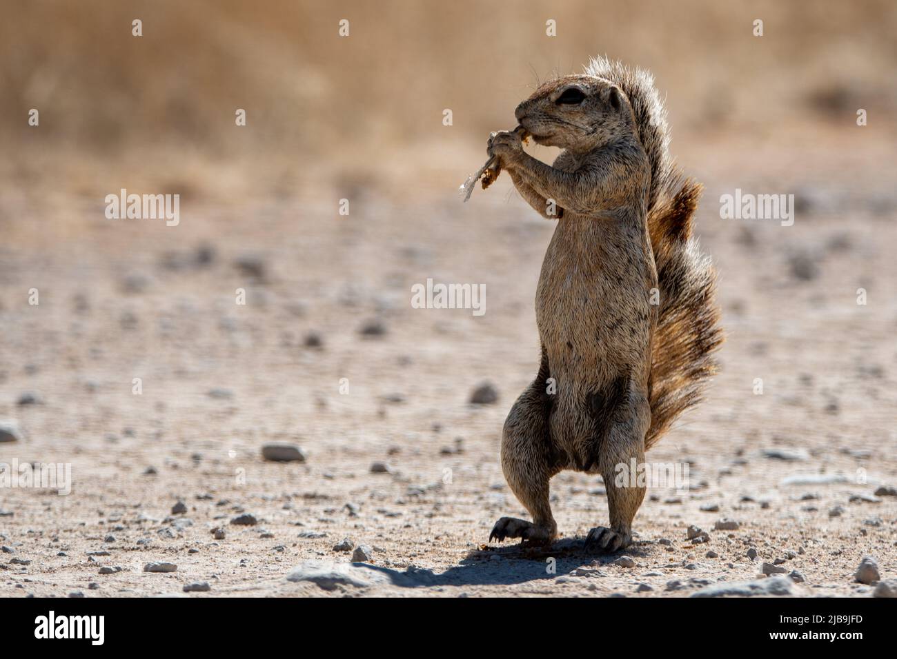 The African ground squirrels (genus Xerus) staying on dry stones of ...