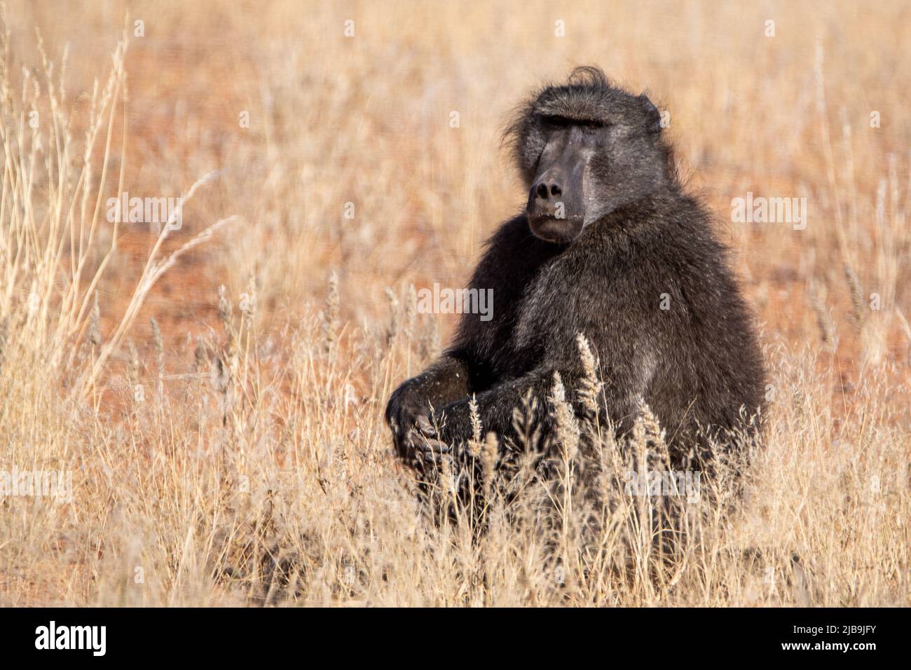 Portrait of african baboon monkey, Namibia, Africa Stock Photo - Alamy
