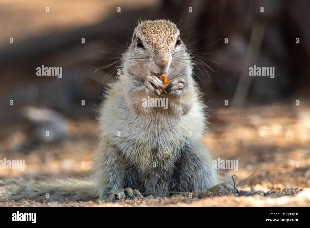 The African ground squirrels (genus Xerus) staying on dry stones of ...