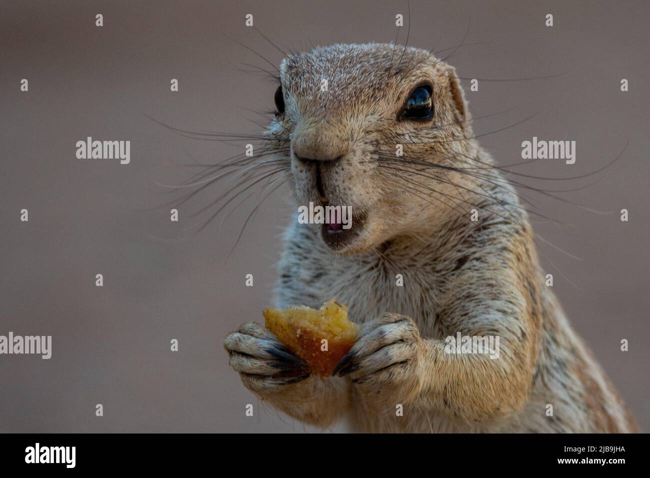 The African ground squirrels (genus Xerus) staying on dry stones of ...