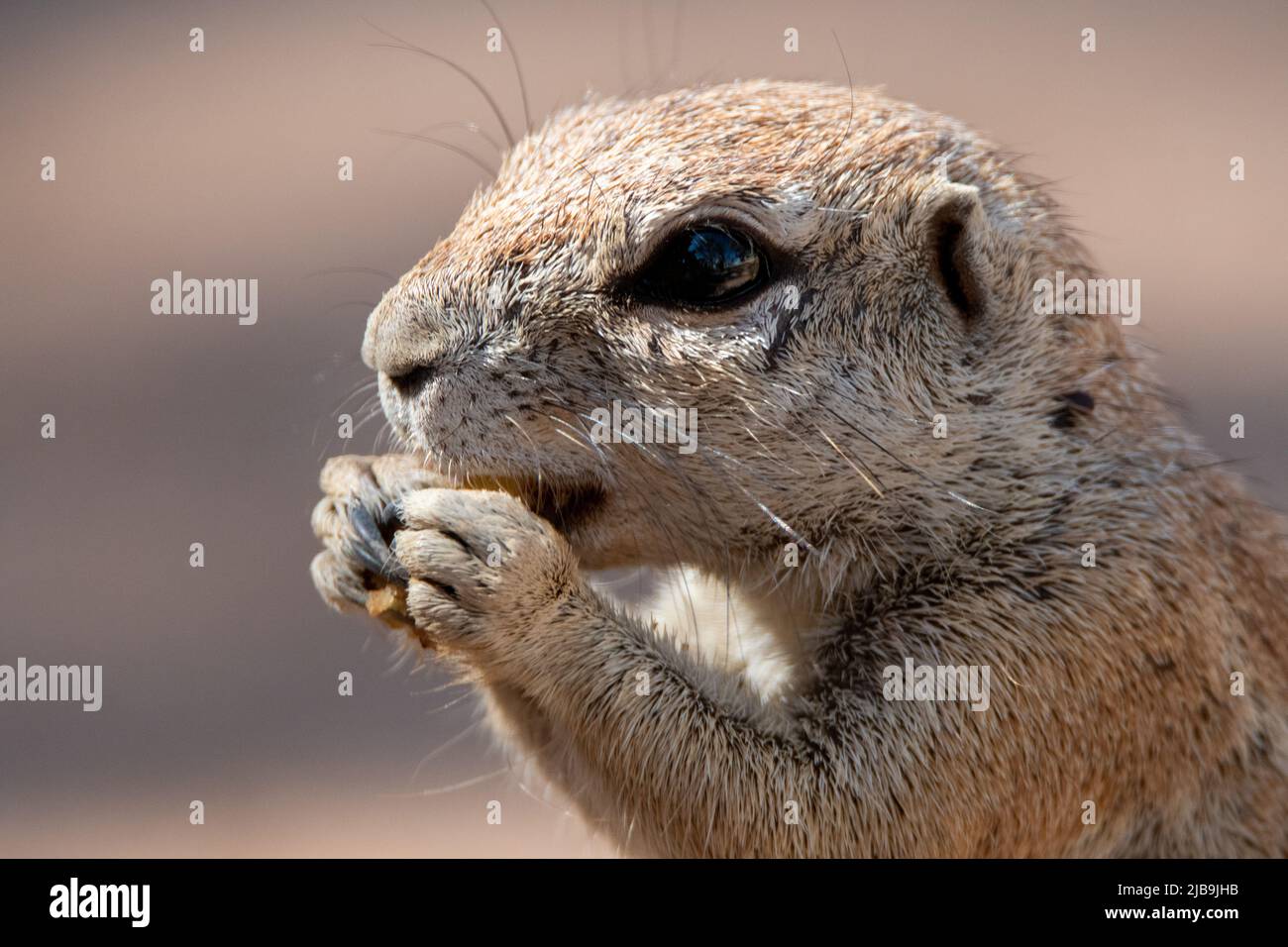 The African ground squirrels (genus Xerus) staying on dry stones of ...