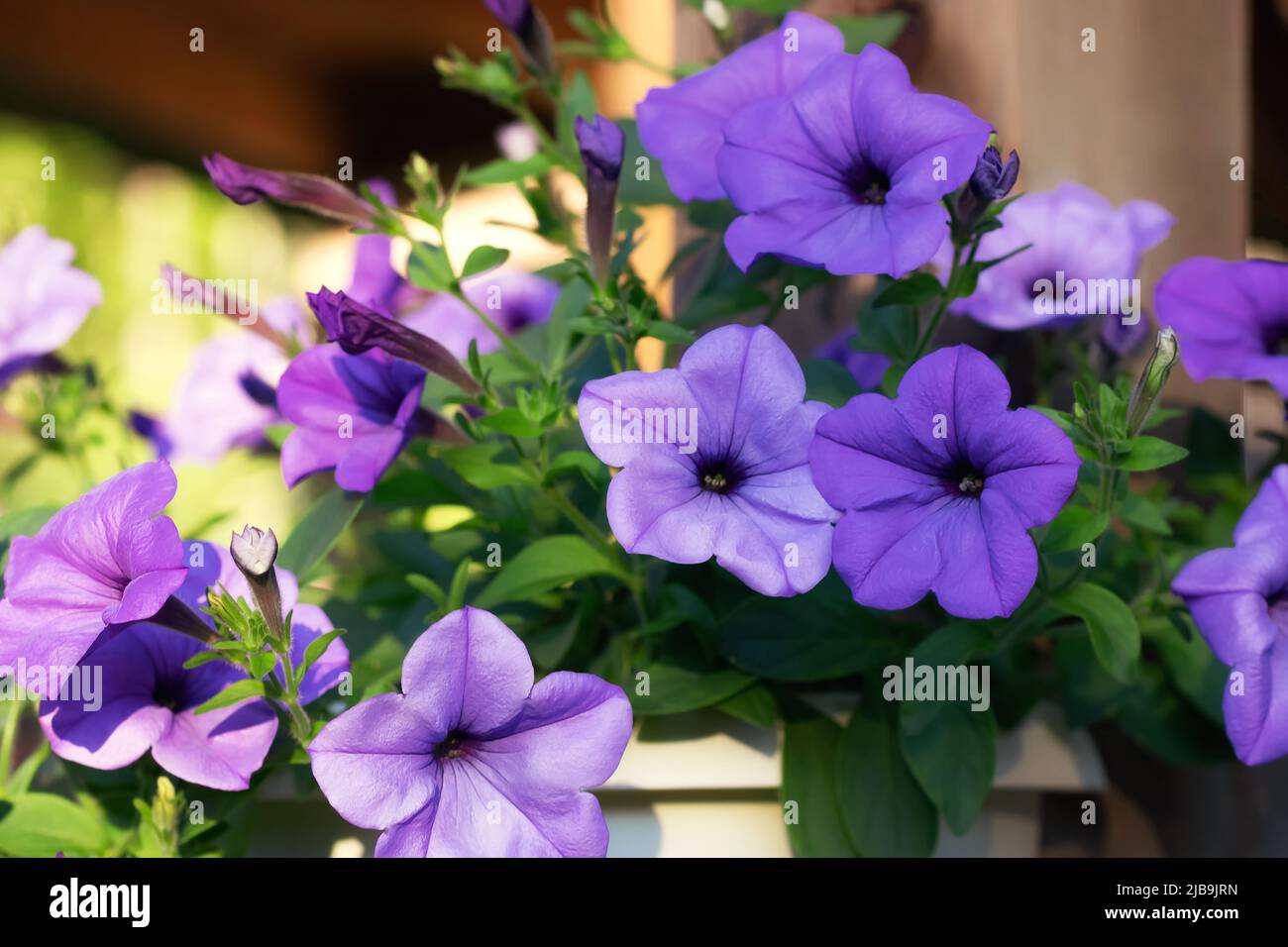 Decorates macro hi-res stock photography and images - Alamy