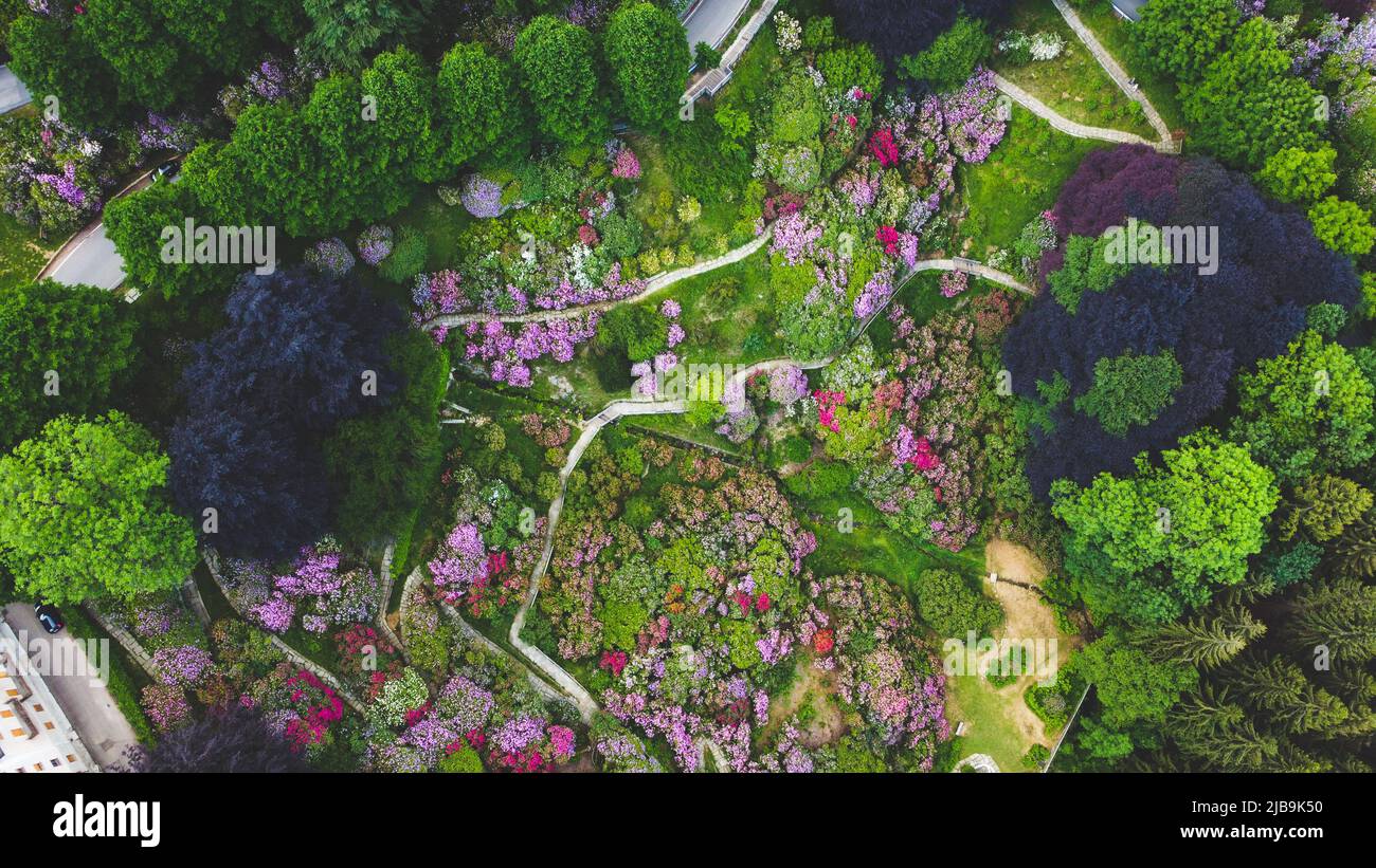 Aerial top down view of colorful blooming rhododendron shrubs among the ...