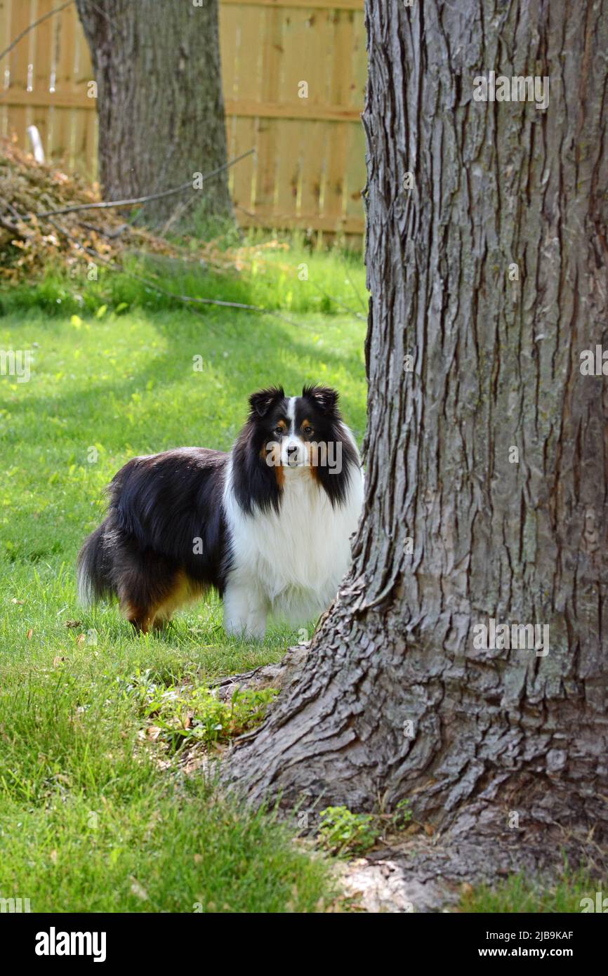 Shetland Sheepdog (sheltie) peeks around a tree while playing outside ...
