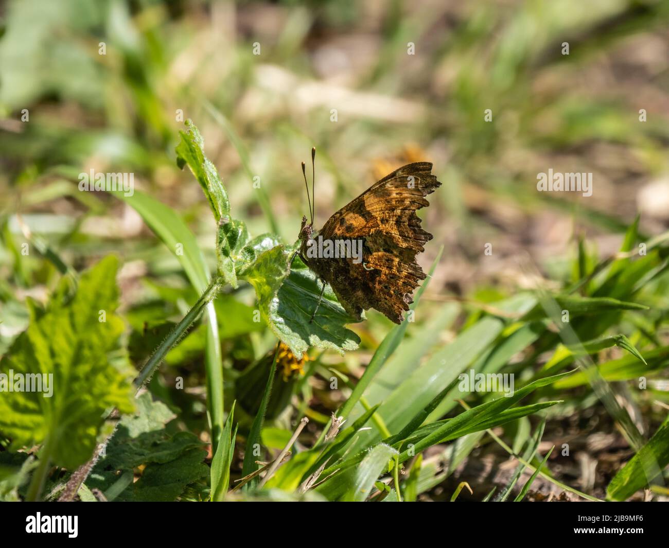 Comma Butterfly resting on a Leaf Stock Photo - Alamy