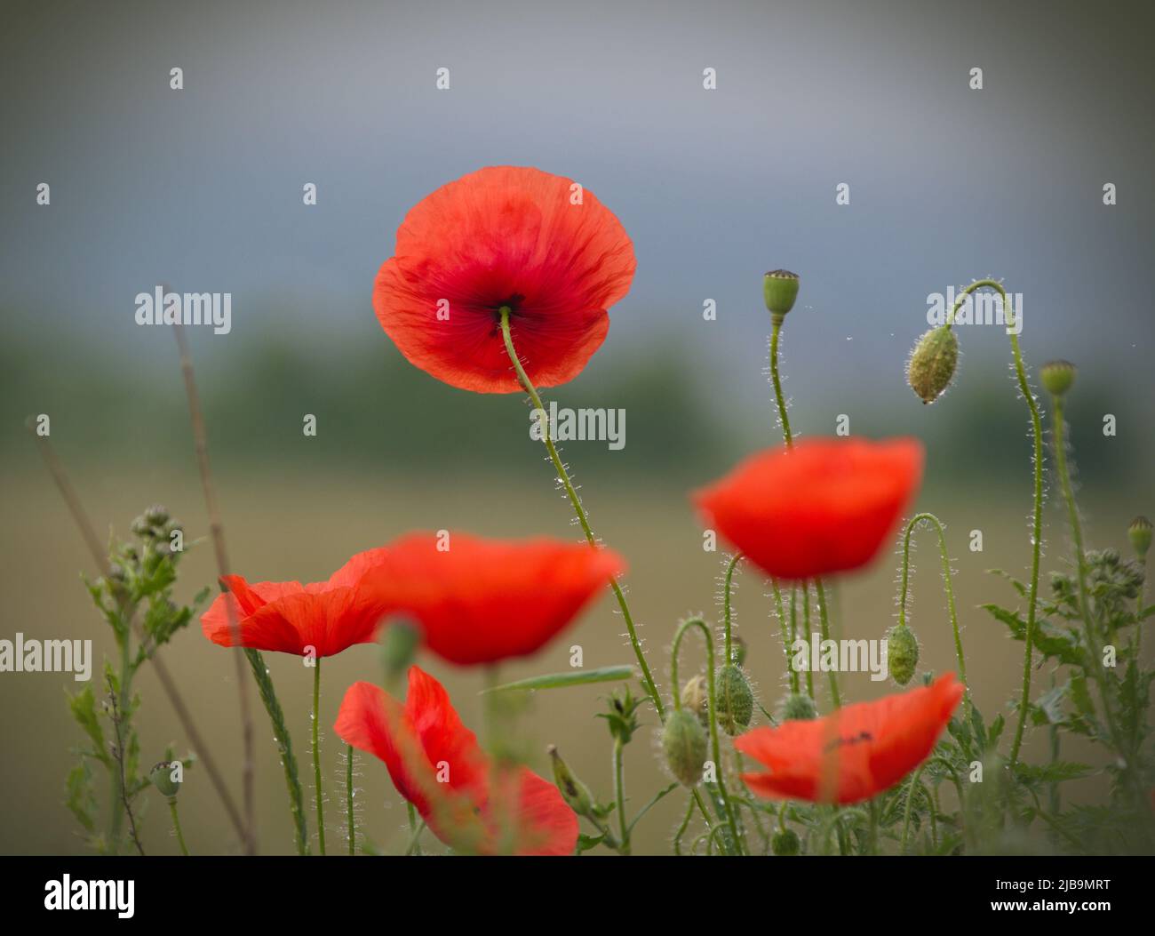 Macro photography of red flowers Stock Photo - Alamy
