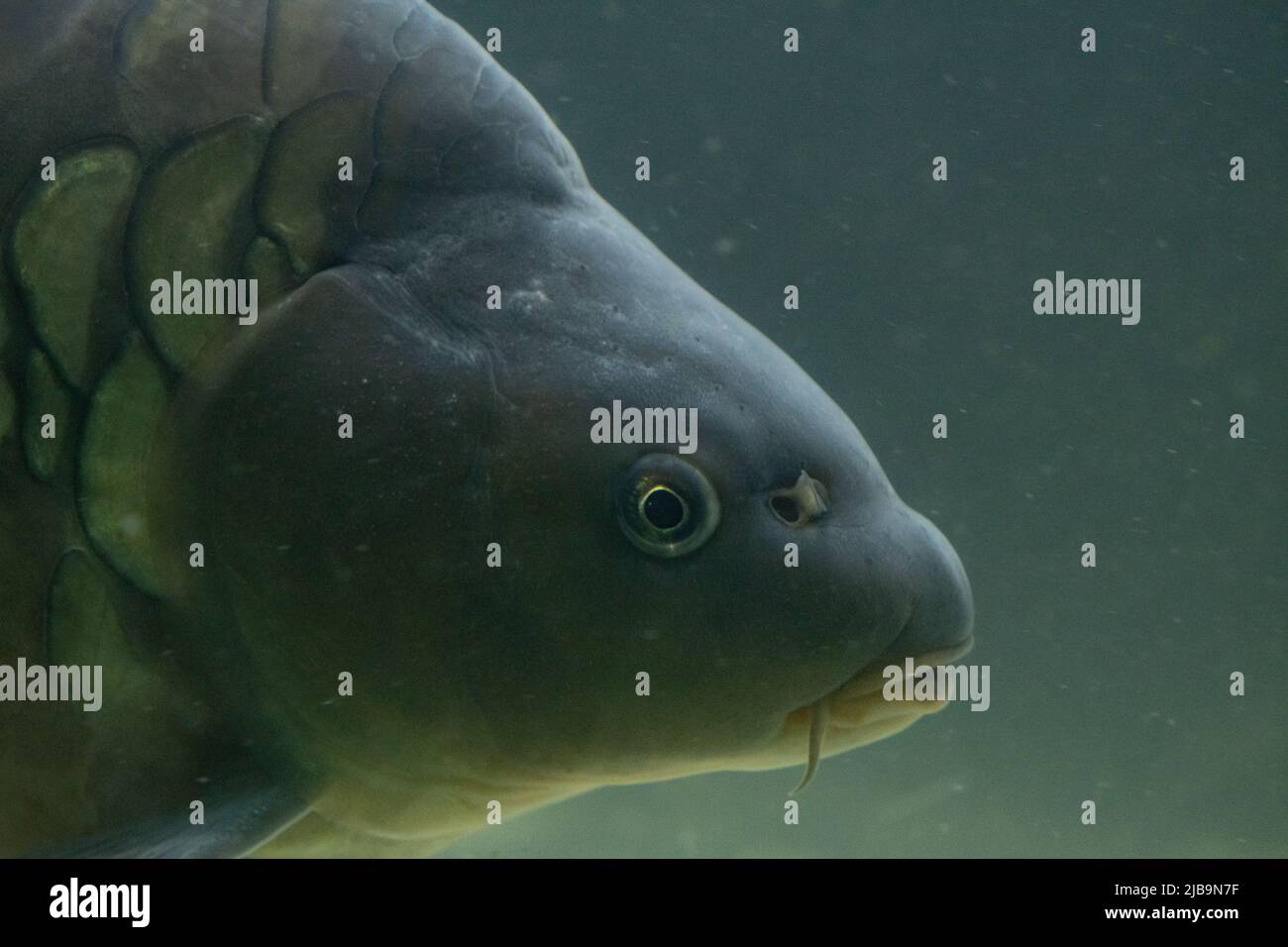 Carp head hi-res stock photography and images - Alamy