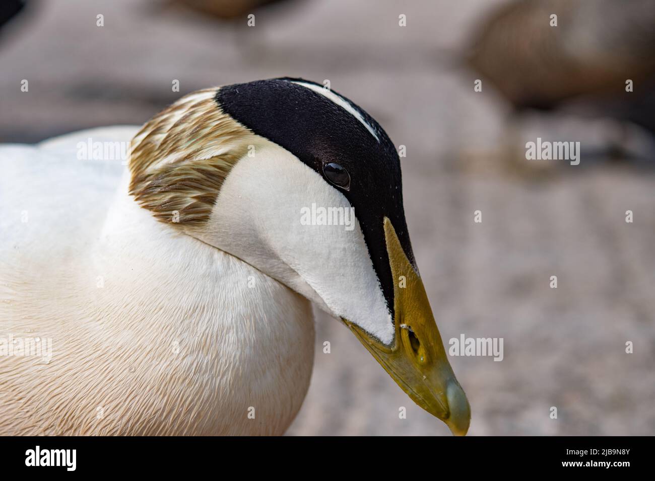 Male eider head Stock Photo - Alamy