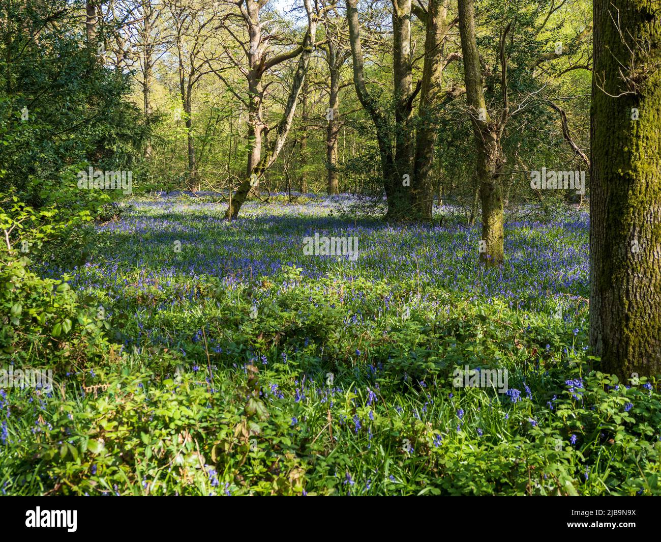 Kingswood Bluebell Wood in Spring Stock Photo - Alamy