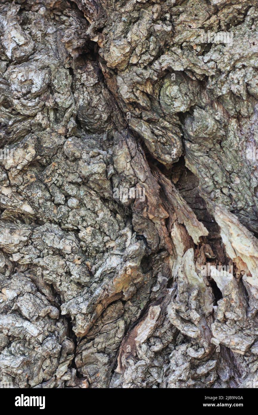 Full frame view of a tree trunk with very thick bark Stock Photo - Alamy
