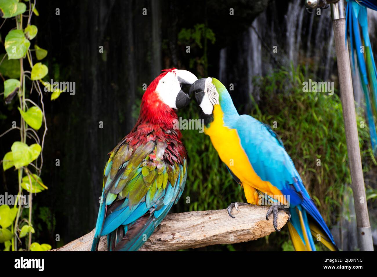 Macaws birds or neotropical parrots or New World parrot playing rest ...