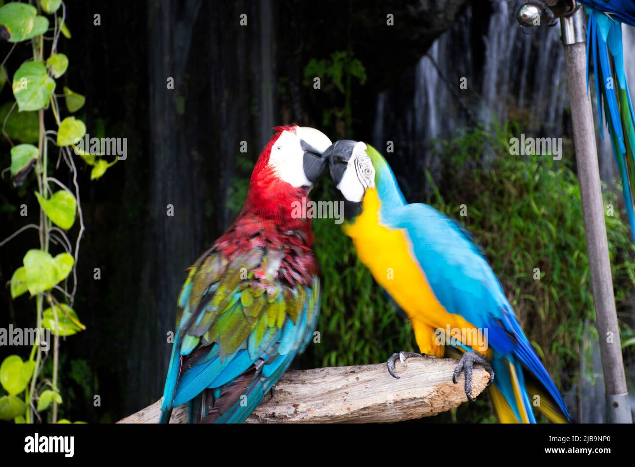 Macaws birds or neotropical parrots or New World parrot playing rest ...